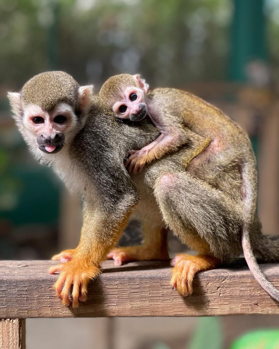 Monkey tours in Puerto Plata from amber cove and Taino bay - POP Dominican Travel